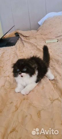 Шотландские вислоухие котята