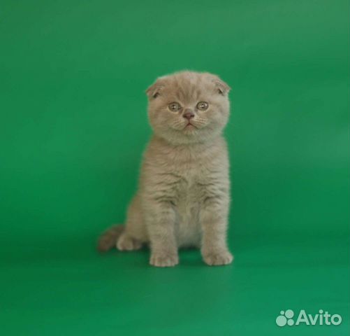 Плюшевые вислоушки и прямоушки