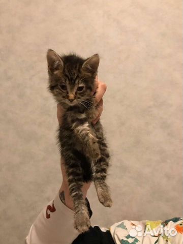 Котёнок
