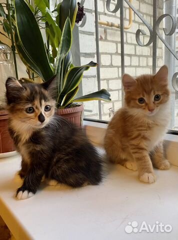 Котята Курильский бобтейл