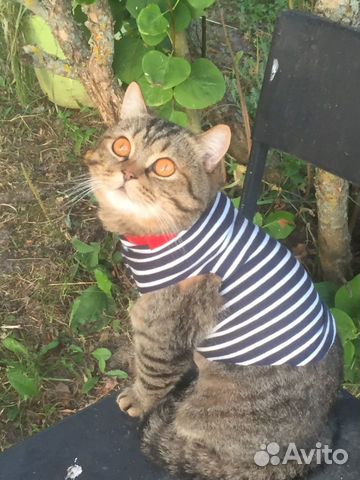 Кошка в дар