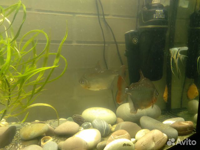 Аквариумные рыбки