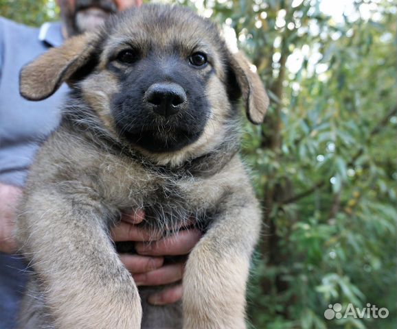 Щенок мальчик пушистик 2,5 месяца