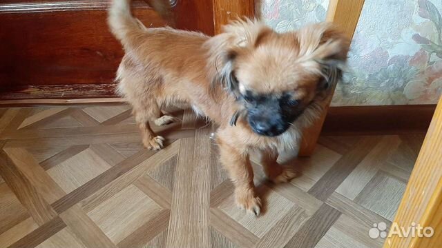 Собака в добрые руки щенок