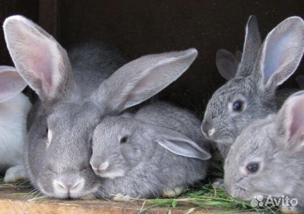 Продам кроликов советская шиншила