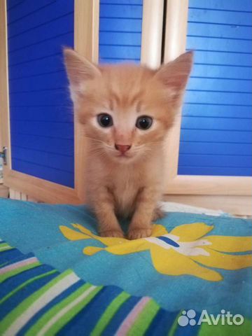 Котёнок Светик