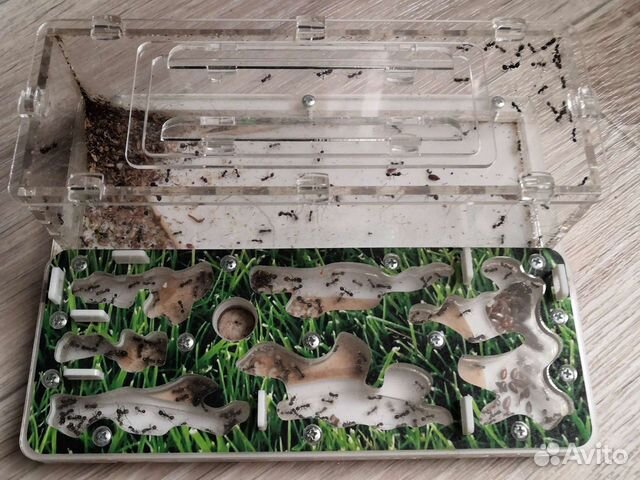 Формикарий муравьиная ферма