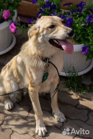 Золотистый ретривер в добрые руки