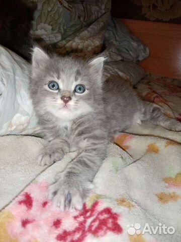 Котята за шоколадку