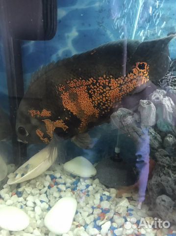 Рыба астронотус