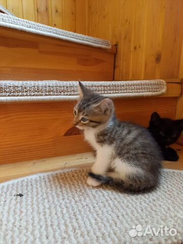 Отдам котят в добрые руки, мама вислоушка, папа по