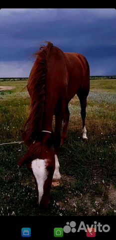 Будённовская Лошадь