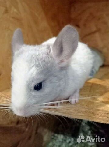 Шиншиллы малыши