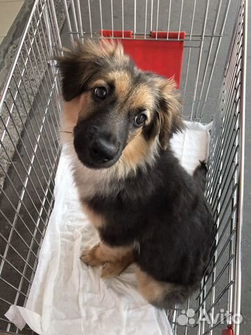 Щенок в добрые руки