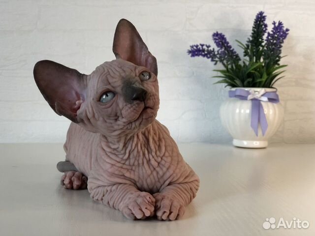 Морщинистая кошечка Канадского сфинкса