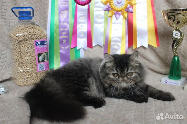Персидский котик