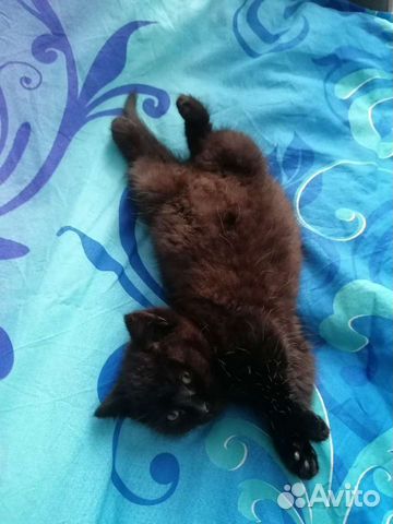 Котенок девочка