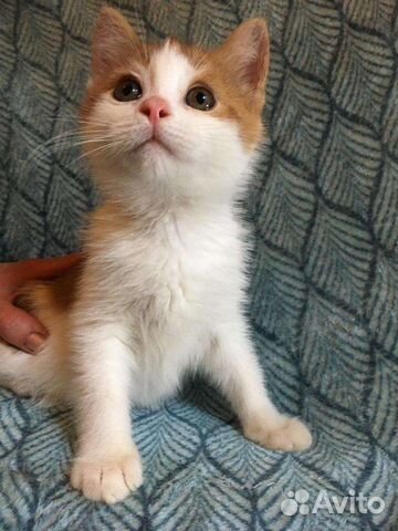 Рыжая красавица