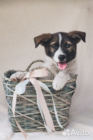 Щенок Джем в добрые руки