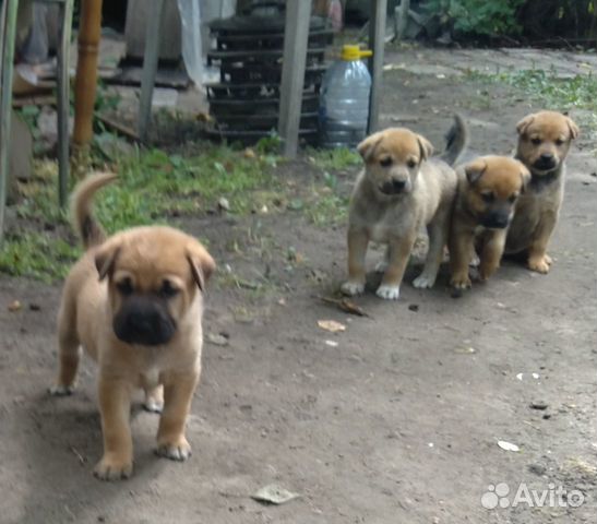 Отдам в добрые руки верных друзей