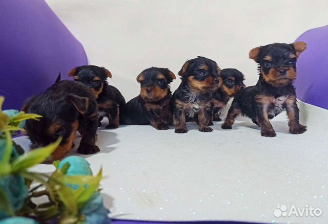 Девчонки и мальчишки