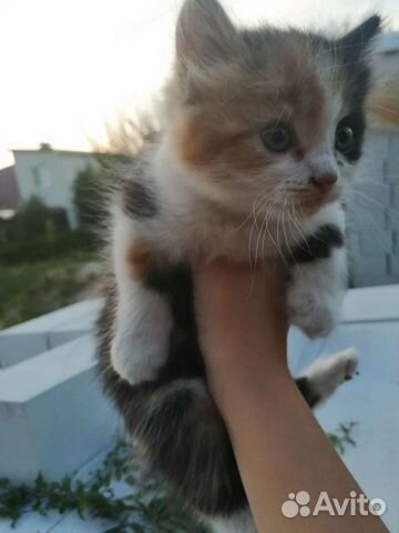 Кошка в дар