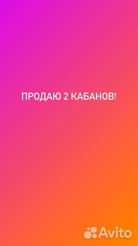 Продаю двух кабанов