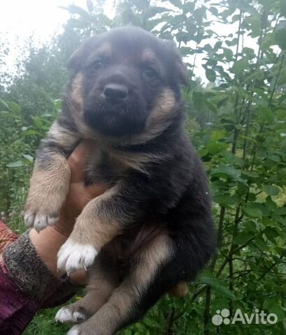Отличный щенок для добрых людей в дар
