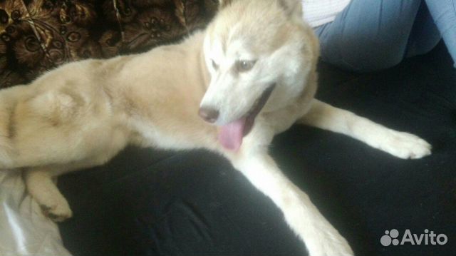 Продам сибирскую хаски