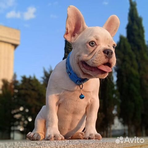 Голубоглазые блондины