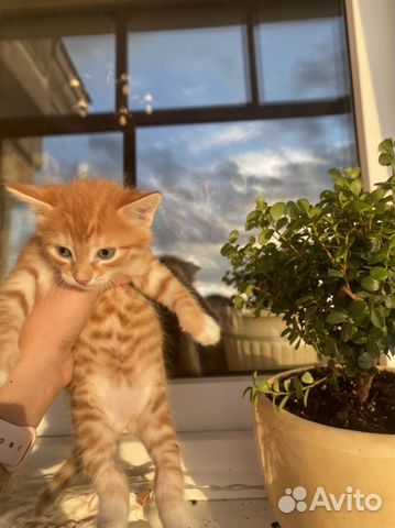 Рыжий котенок