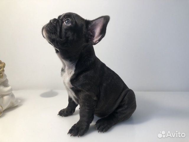 Девочка генная французик с документами