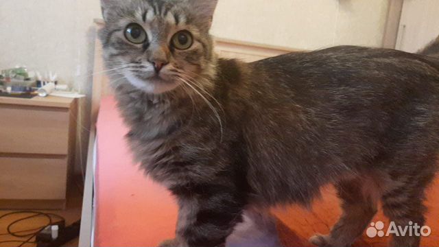 Кошечка подросток 7,5 мес в добрые руки