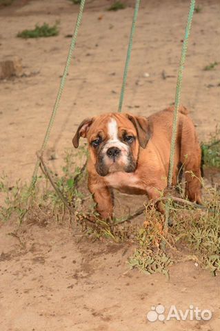 Детки английского бульдога