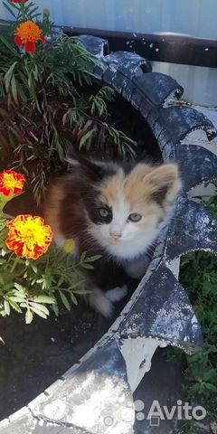 Одам котят в хорошие руки