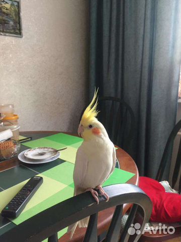 Попугай корелла с клеткой