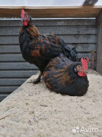 Петух Маран чм