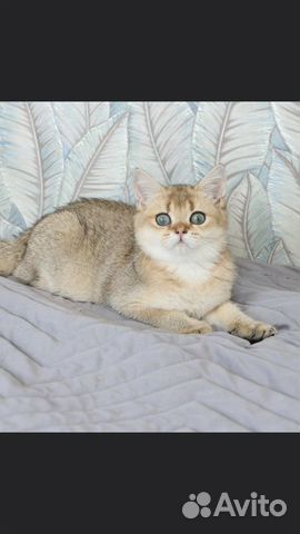 Кот с изумрудами