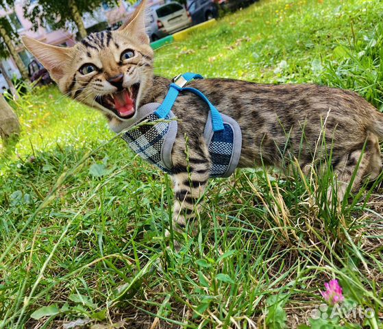 Бенгальские котята москва