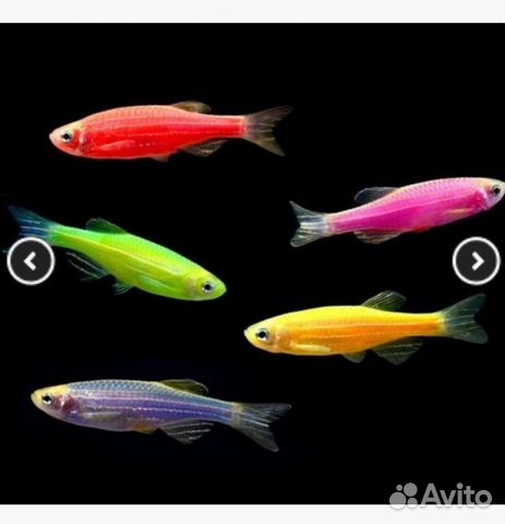 Аквариумные рыбки Danio rerio, GloFish