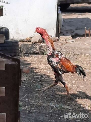 Бойцовский петух
