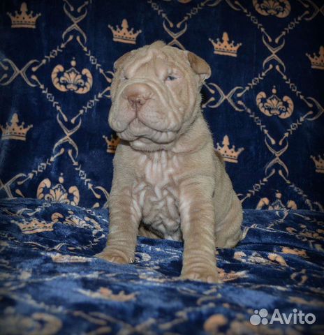 Складчатое чудо