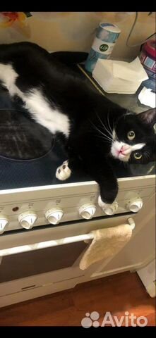 Кот в добрые руки