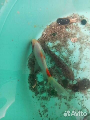 Аквариумные рыбки бесплатно