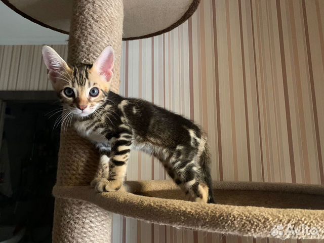 Бенгальская Марбл