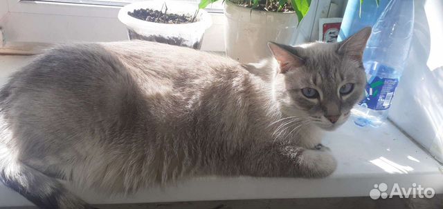 Котик
