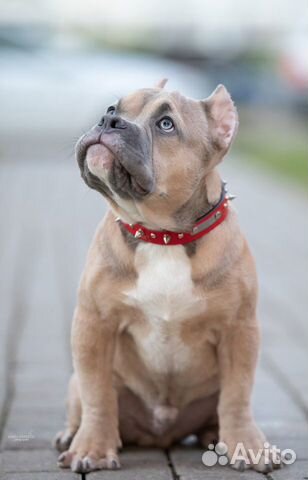 Шикарный подросток булли от микро родителей