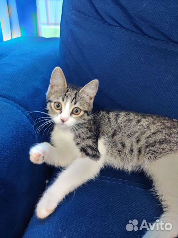Котята в добрые руки бесплатно