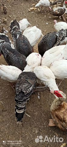 Индюки бройлеры