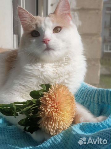 Ангорский кот Персик